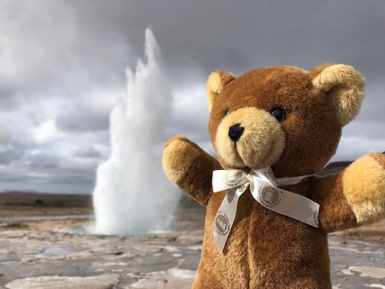De eerste foto’s van Good Bear op reis – Good Bears of the World